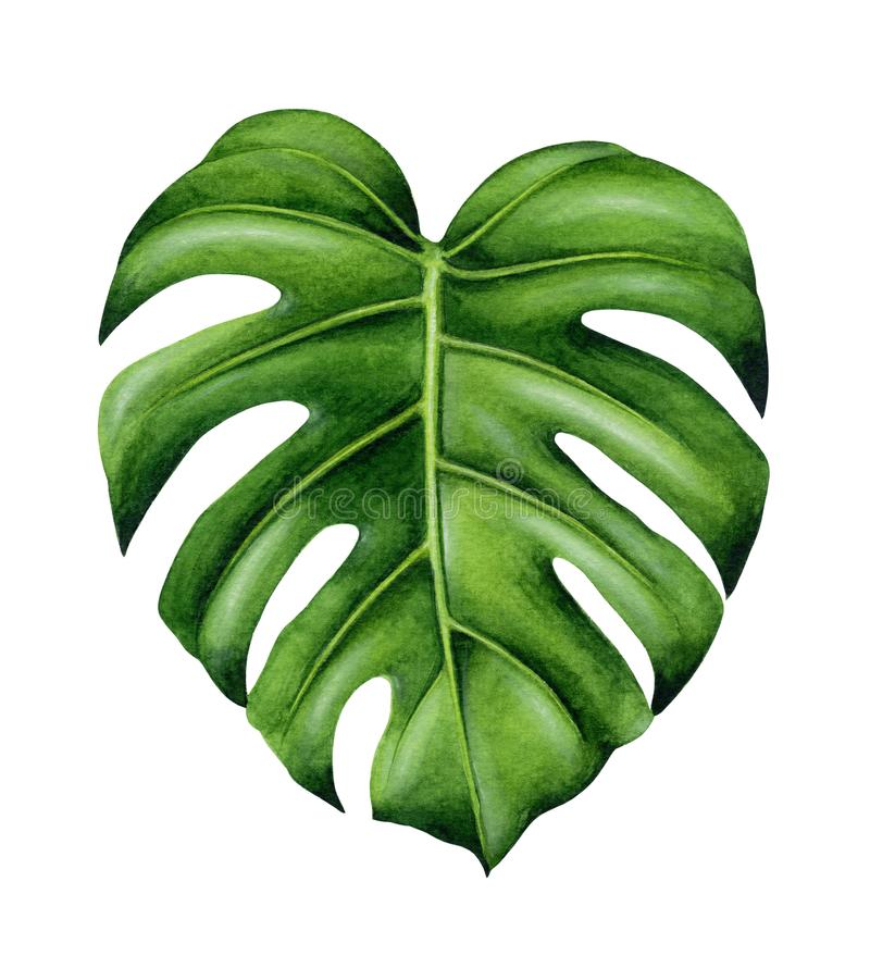 Know your Monstera Deliciosa Plant (Swiss Cheese Plant)