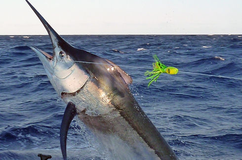 RAW FISHING | Australia | Home