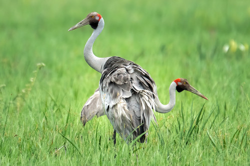 Brolga Dance (Rectangle Images 3 x 2 Ratio) | Peter Keepence