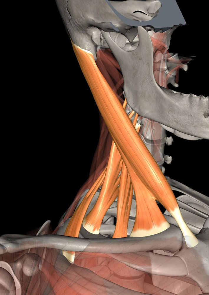 Muscles of Breathing