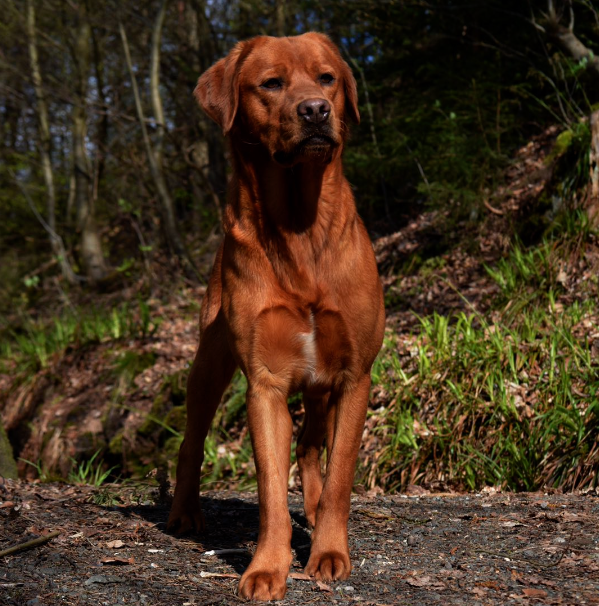 Zucht | labradorzucht