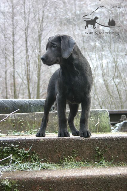 Zucht | Unsere Labradorzucht