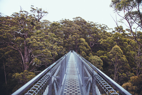 055 - Tree top walk, WA | Maayana Photography