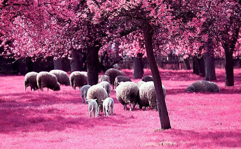 Paisajes con rosa - Imagui