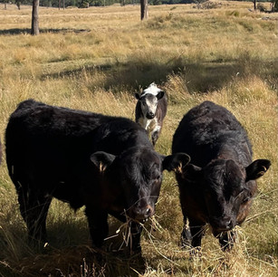 Home | Bogan Hill Miniature Galloways