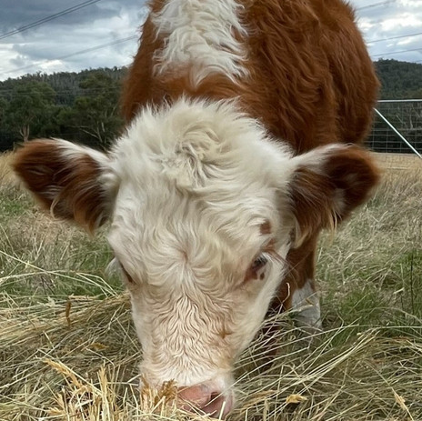 Home | Bogan Hill Miniature Galloways