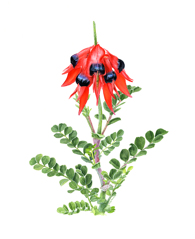 BOTANICAL ART | david-reynolds-art