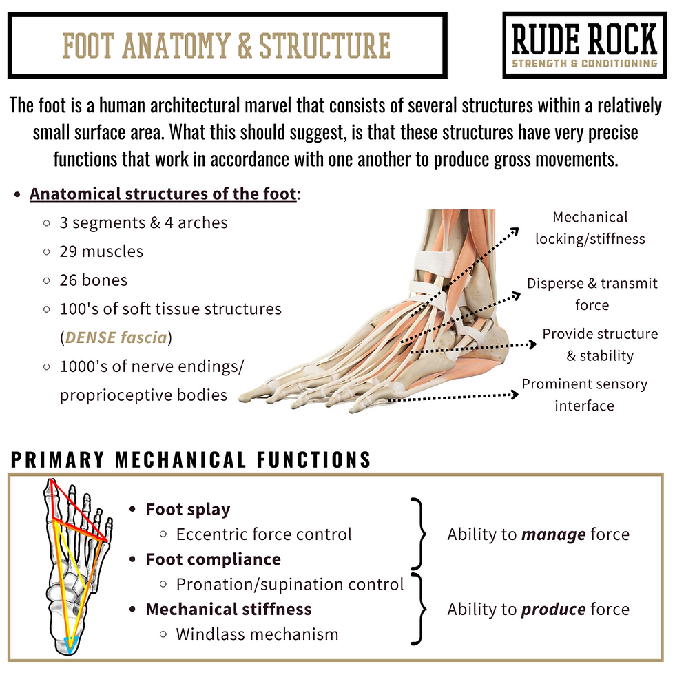 Essential Anatomy for the Foot-Ankle Complex