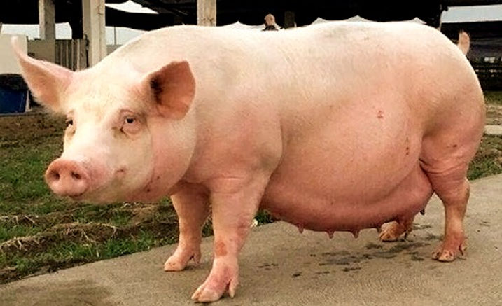 Programa general | Reproducción del cerdo