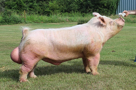 Manejo reproductivo del semental | Reproducción del cerdo