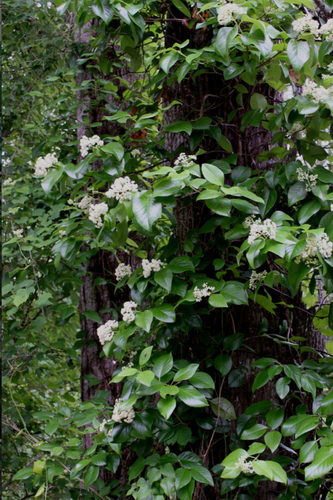 Woodvamp, Climbing Hydrangea, Hydrangea barbara | ANW