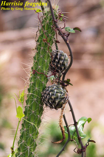 Indian River Prickly Apple, Harrisia fragrans | ANW