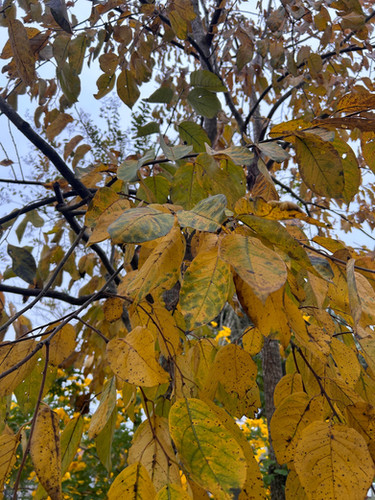 Common Persimmon, Diospyros virginiana | ANW