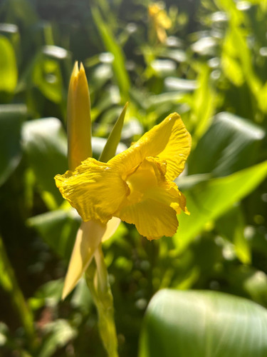 Yellow, Golden Canna, Canna flaccida | ANW