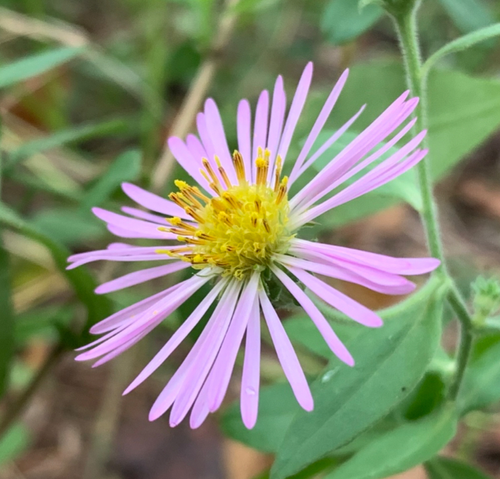 Climbing Aster, Symphyotrichum carolinianum | ANW