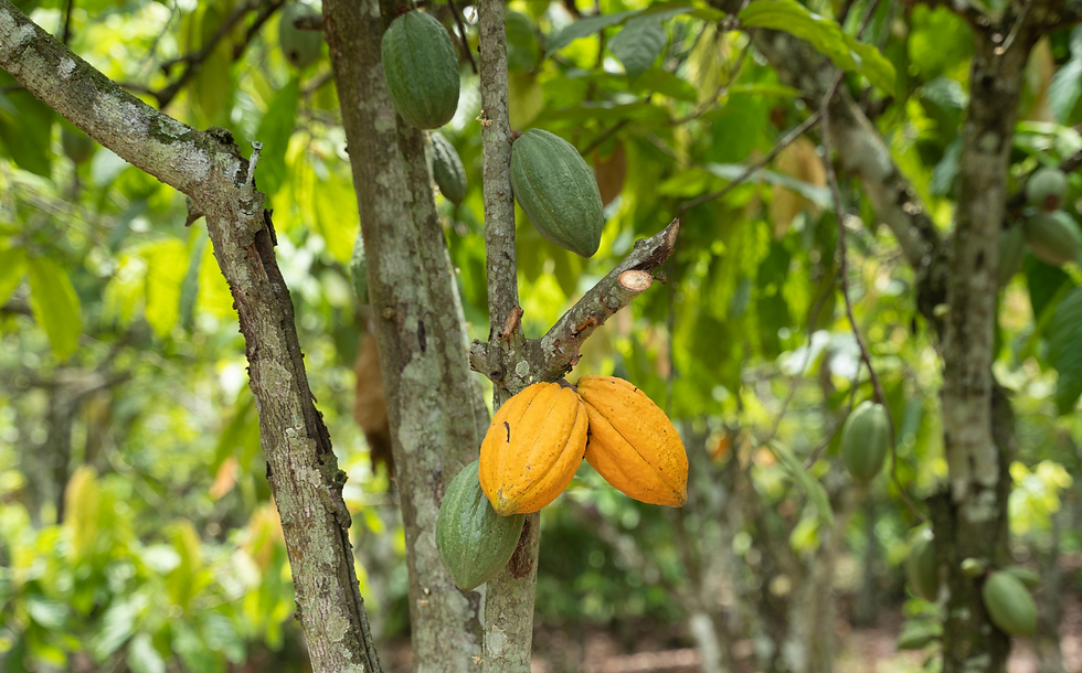 Ivory Coast raises cocoa farmgate price by 50% | FoodBev Media