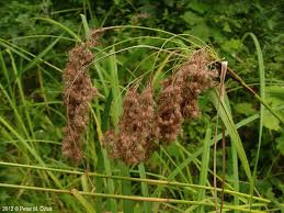 Wool Grass (Scirpus cyperinus) | Grow Wild!
