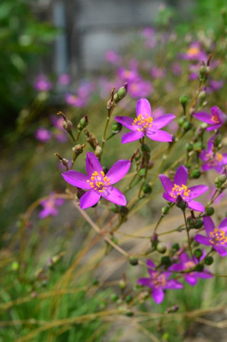 Small-Flower Fame Flower (Talinum parviflorum) | Grow Wild!