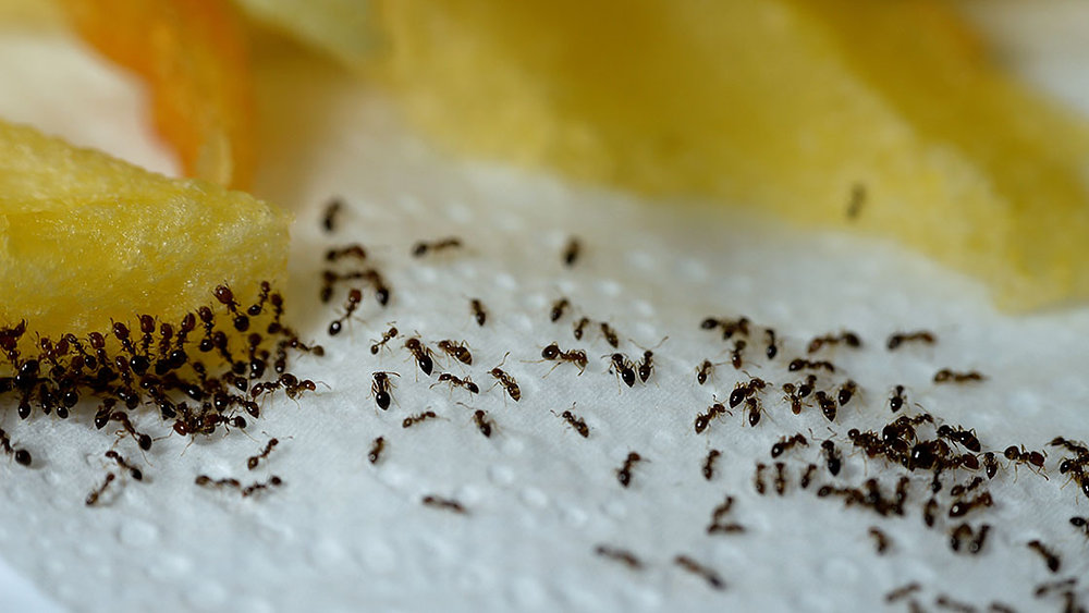 Tackling Common Household Pests in the UK: Prevention and Control