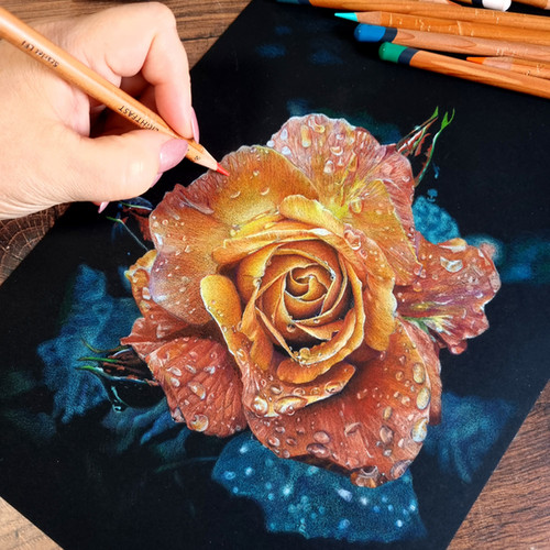 Rainy Rose on Black Paper Tutorial | Helen Carter Artist