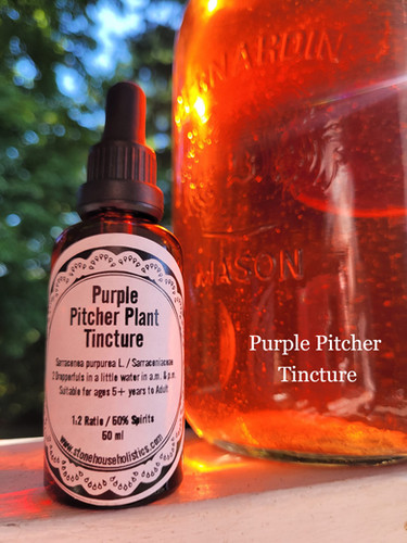 Purple Pitcher Plant Extract ~ Sarracenea purpurea L. | stonehouseholistics