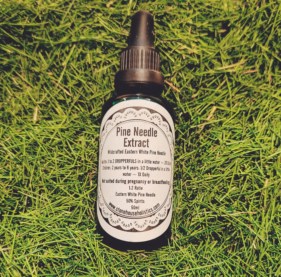 Pine Needle Extract - Eastern White Pine - Wildcrafted ...