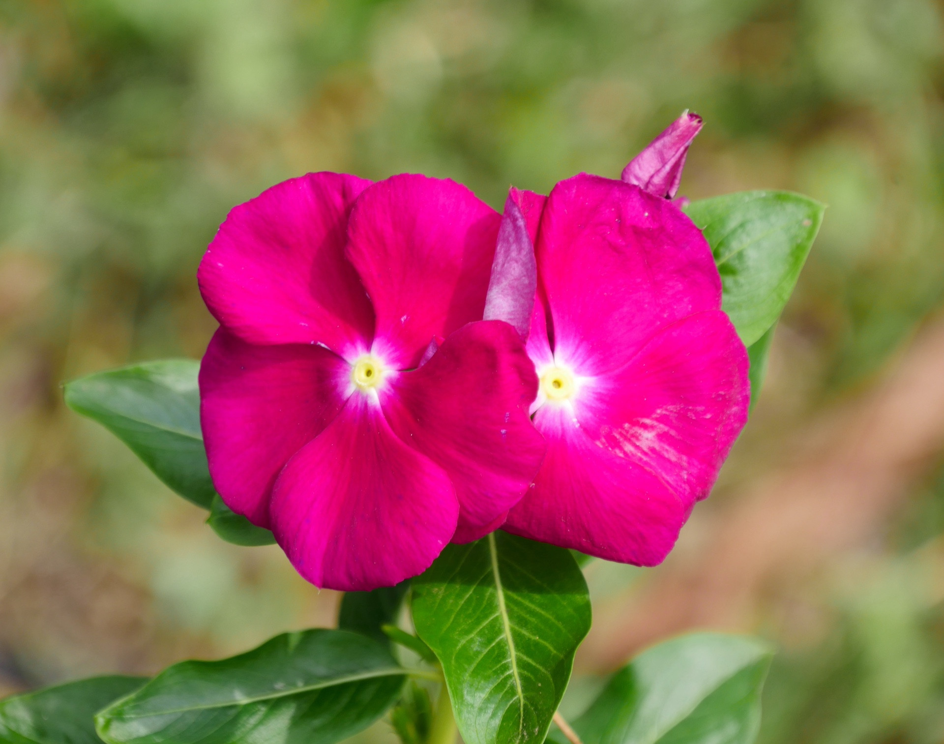 Vinca rosea | welovecacao