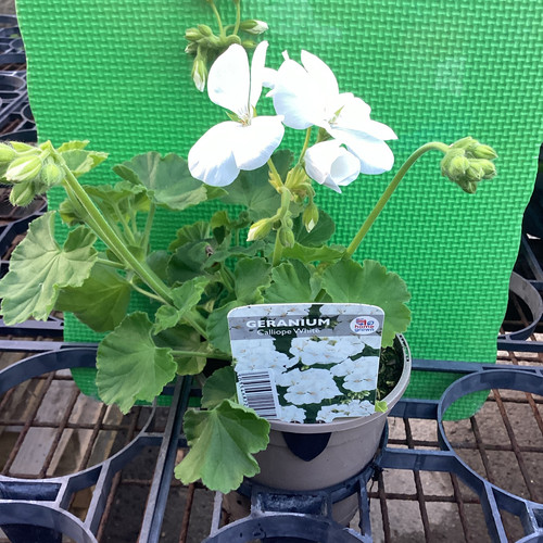 Geranium Calliope White | jwestseasonalstore