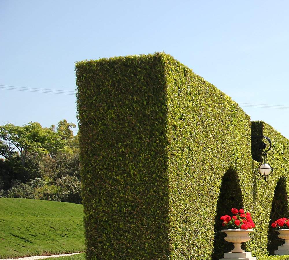 The Benefits of Regular Hedge Trimming | Arbor Co