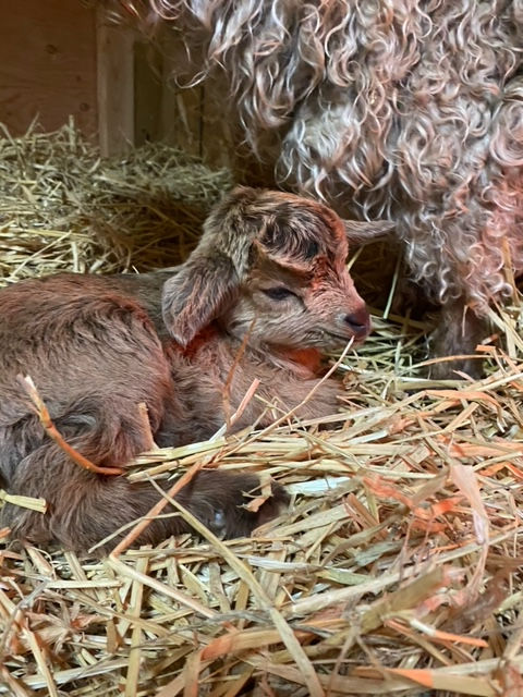 Kaizen Ridge | Nigora & Nigerian Dwarf Goats | Valais Blacknose Sheep ...