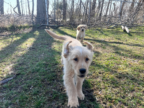 PIB Dog Training | service dogs for sale