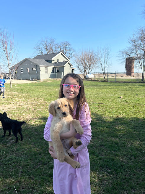 PIB Dog Training | service dogs for sale