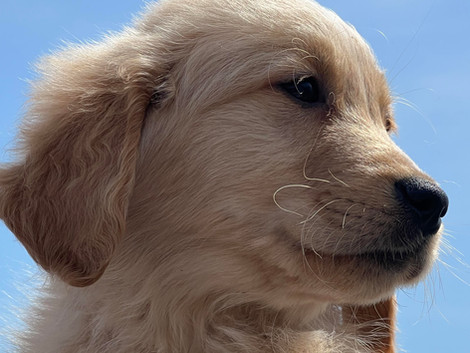 PIB Dog Training | service dogs for sale