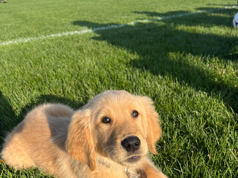 PIB Dog Training | service dogs for sale