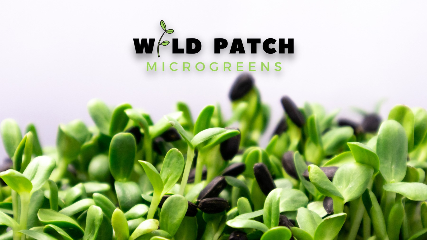 ABOUT WILD PATCH | Wild Patch Microgreens