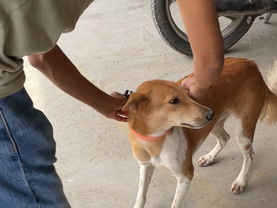 UP animal rescuer protects stray dogs with reflective collars