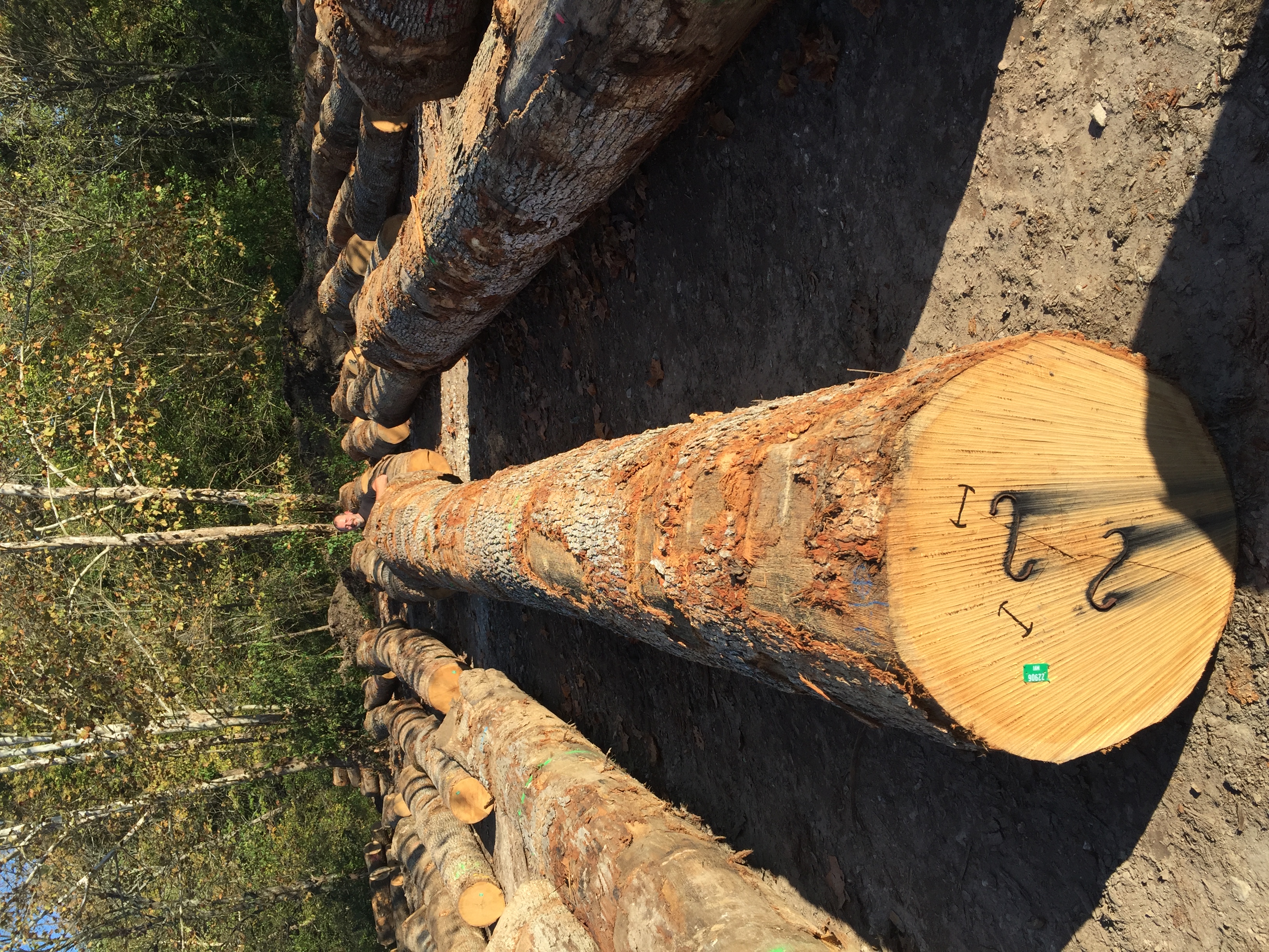 HOME | mitchellveneer