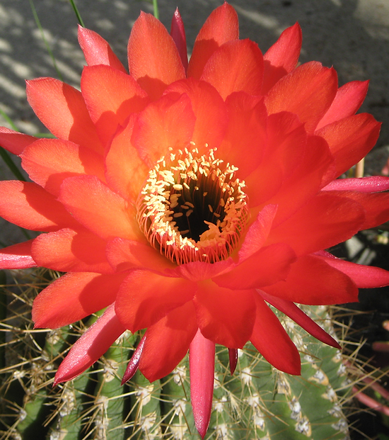 about | libbysimonlandscapes