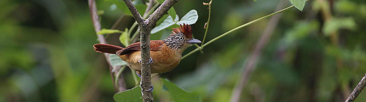 KoziBirding - Birding Tours