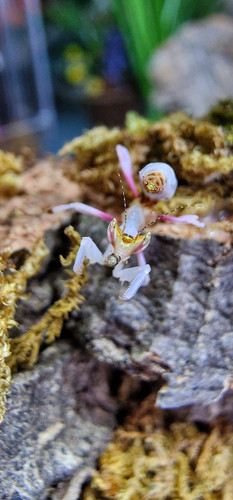 Hymenopus Coronatus - Orchid Mantis | Mantis House