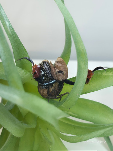 Astyliasula Major - Boxer Mantis | Mantis House