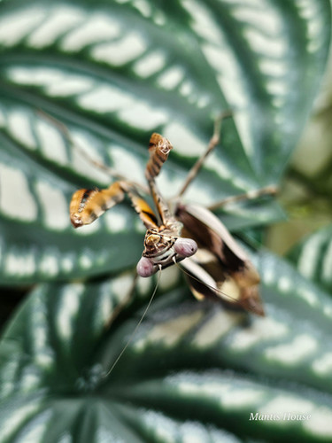 Parasphendale Affinis - Budwing Mantis | Mantis House