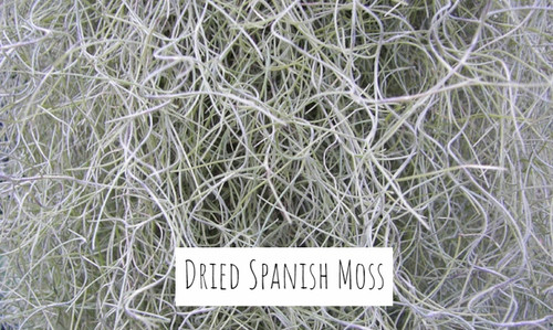 Dried Spanish Moss | Mantis House