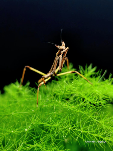 Heterochaeta Orientalis - Cat Eye | Mantis House