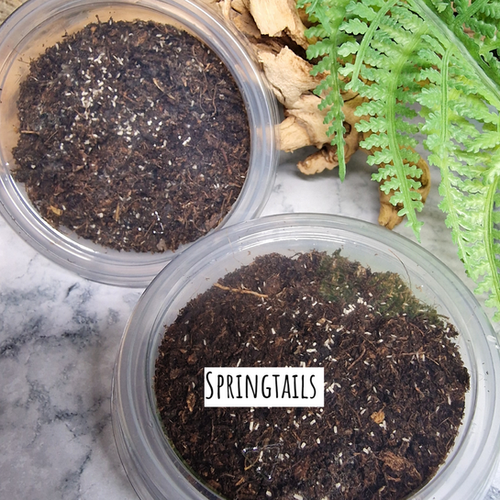 Bioactive Springtail Culture | Mantis House