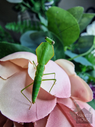 Choeradodis Stalli - Tropical Shield Mantis - Hooded Mantis | Mantis House