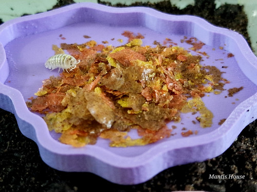 MH Isopod Feeding Dish | Mantis House