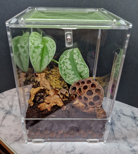 Mantis Den Medium Enclosure | Mantis House
