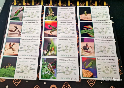 Magnetic Species Cards | Mantis House