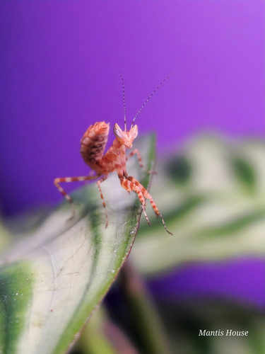 Creobroter Apicalis - Vietnamese Flower | Mantis House